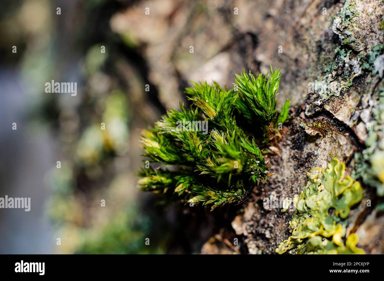 Carpet moss hi-res stock photography and images - Alamy