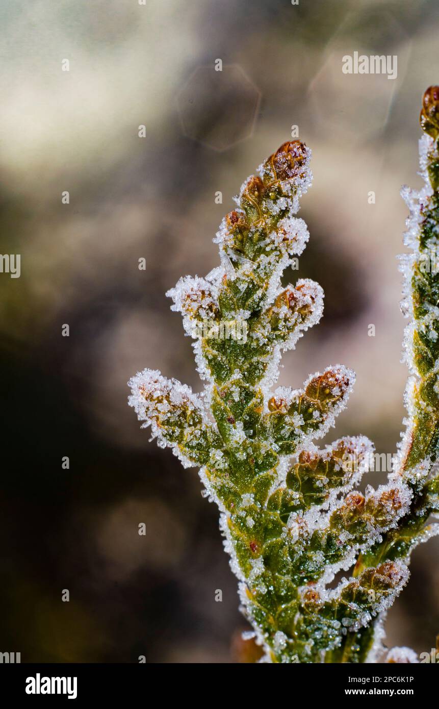 Diamond Frost And Begonia