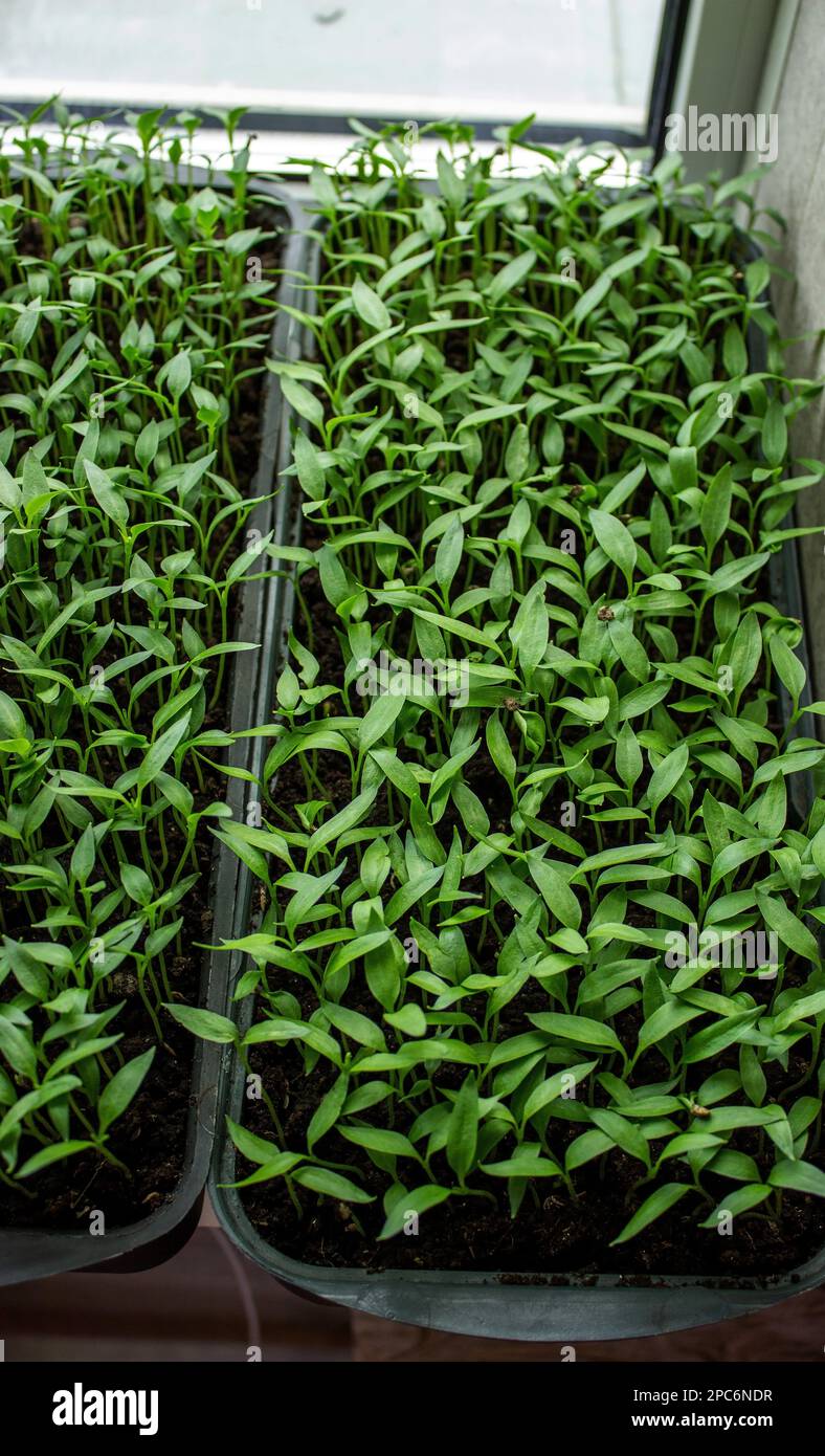 Pepper seedlings in a tray, growing seedlings, close-up. Selective ...