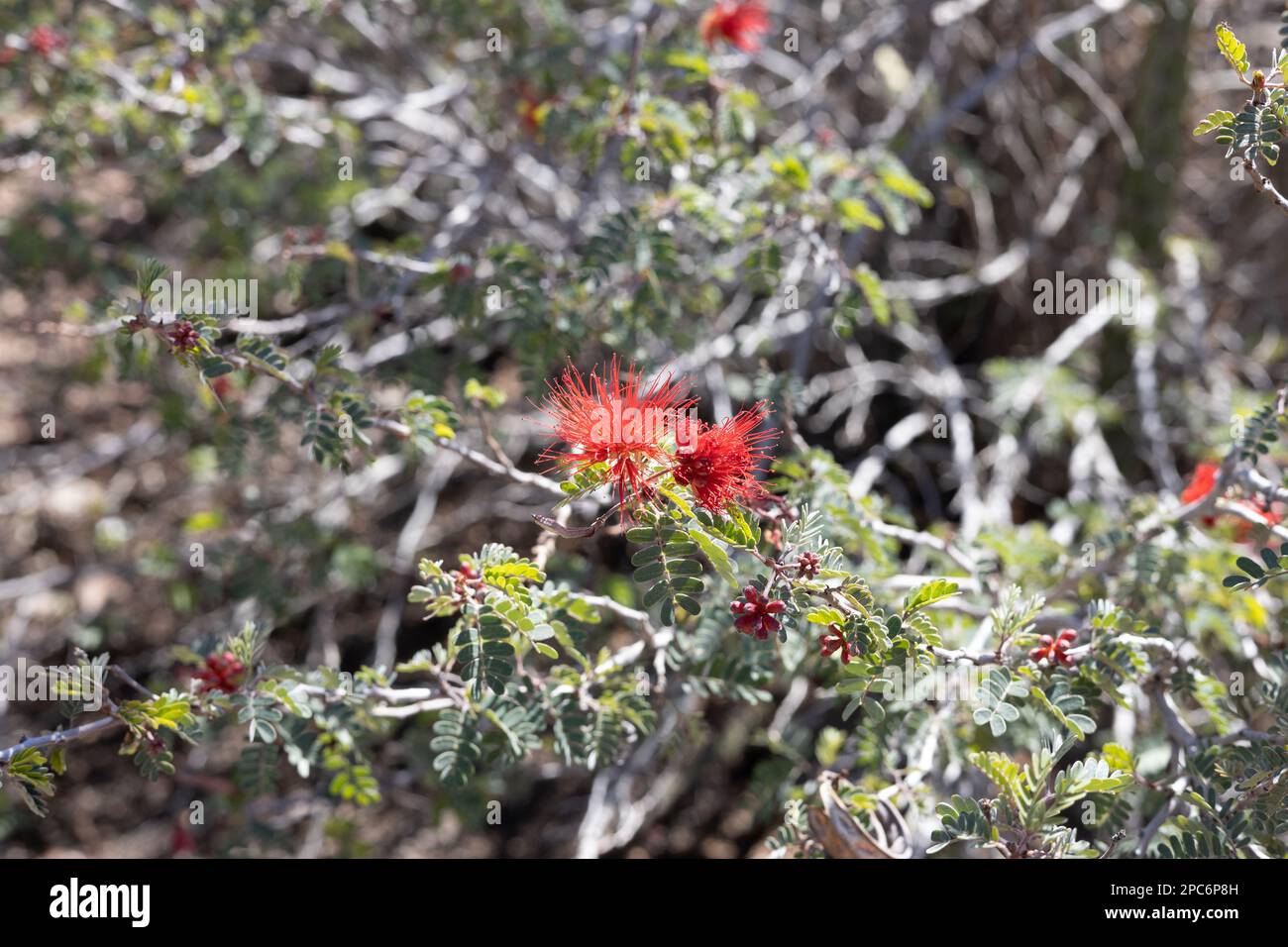 Calliandra californica - Baja fairy duster shrub, flowering Stock Photo ...