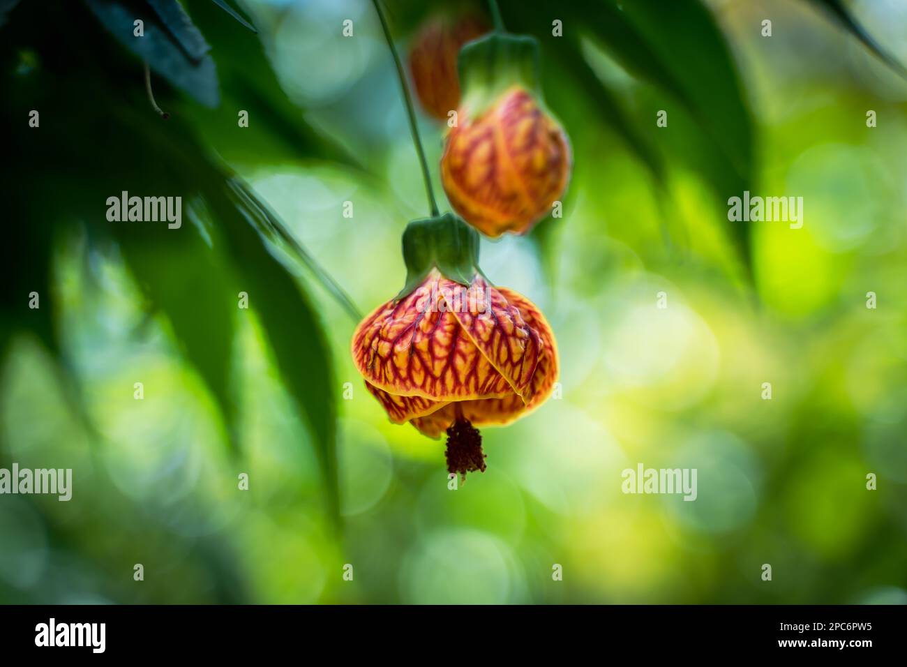 Red vein indian mallow hi-res stock photography and images - Alamy