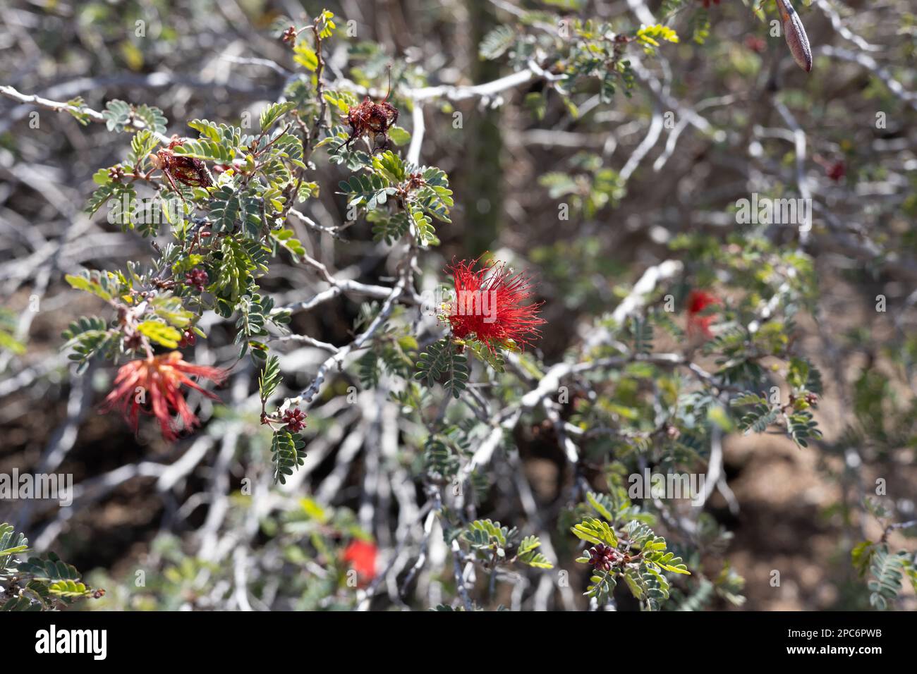 Calliandra californica - Baja fairy duster shrub, flowering Stock Photo ...
