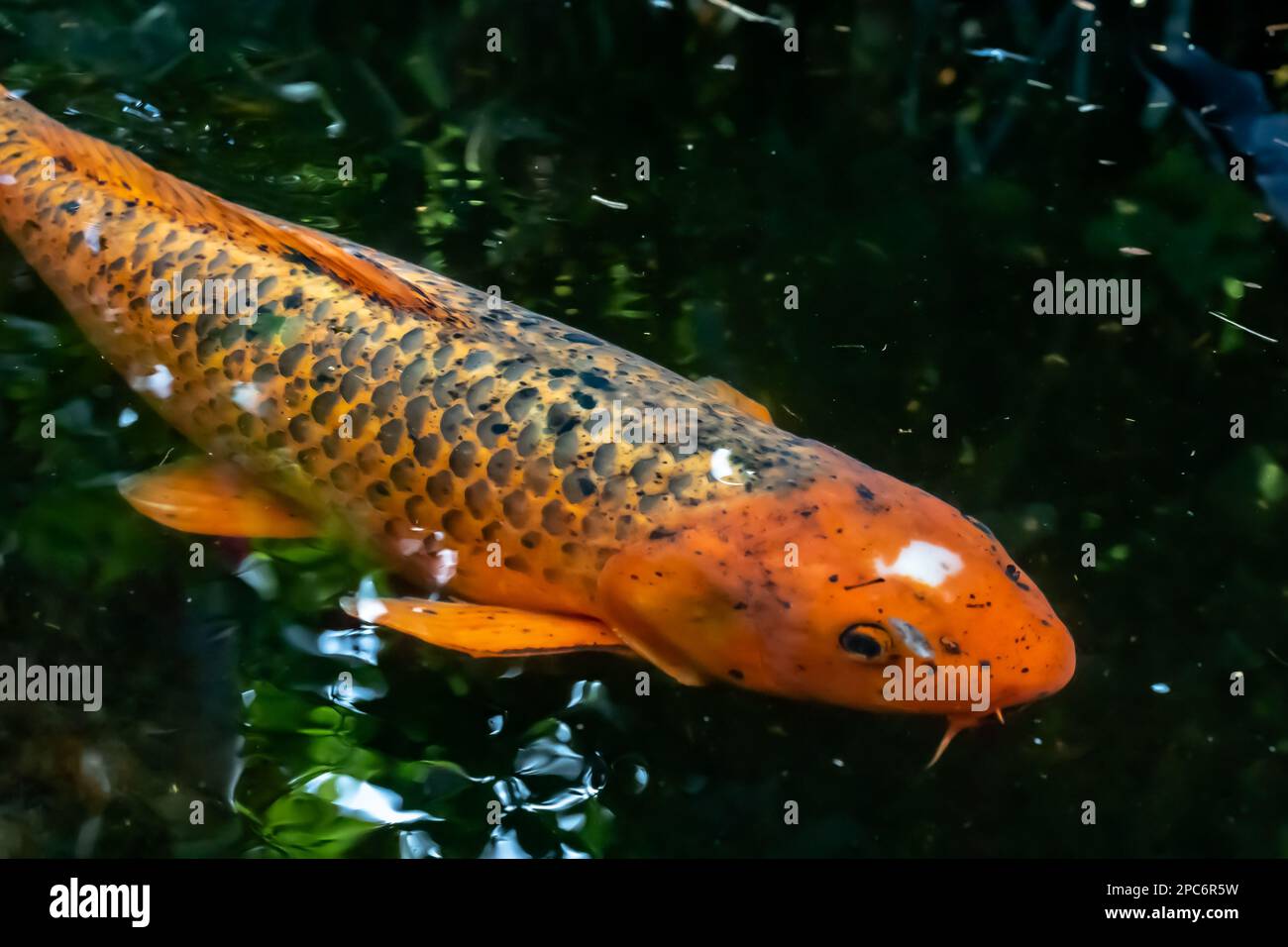 Koi lovers hi-res stock photography and images - Alamy