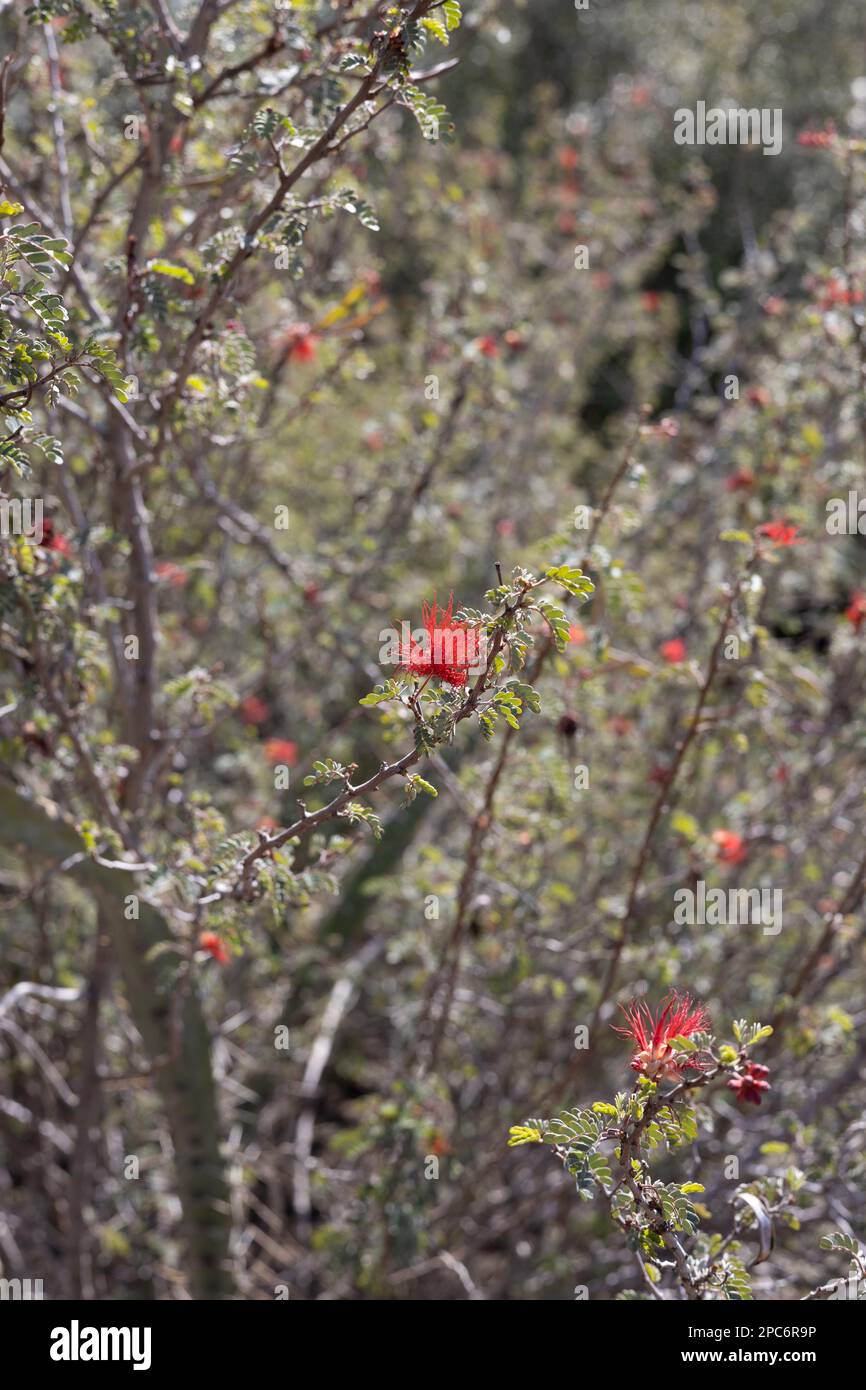 Calliandra californica - Baja fairy duster shrub, flowering Stock Photo ...
