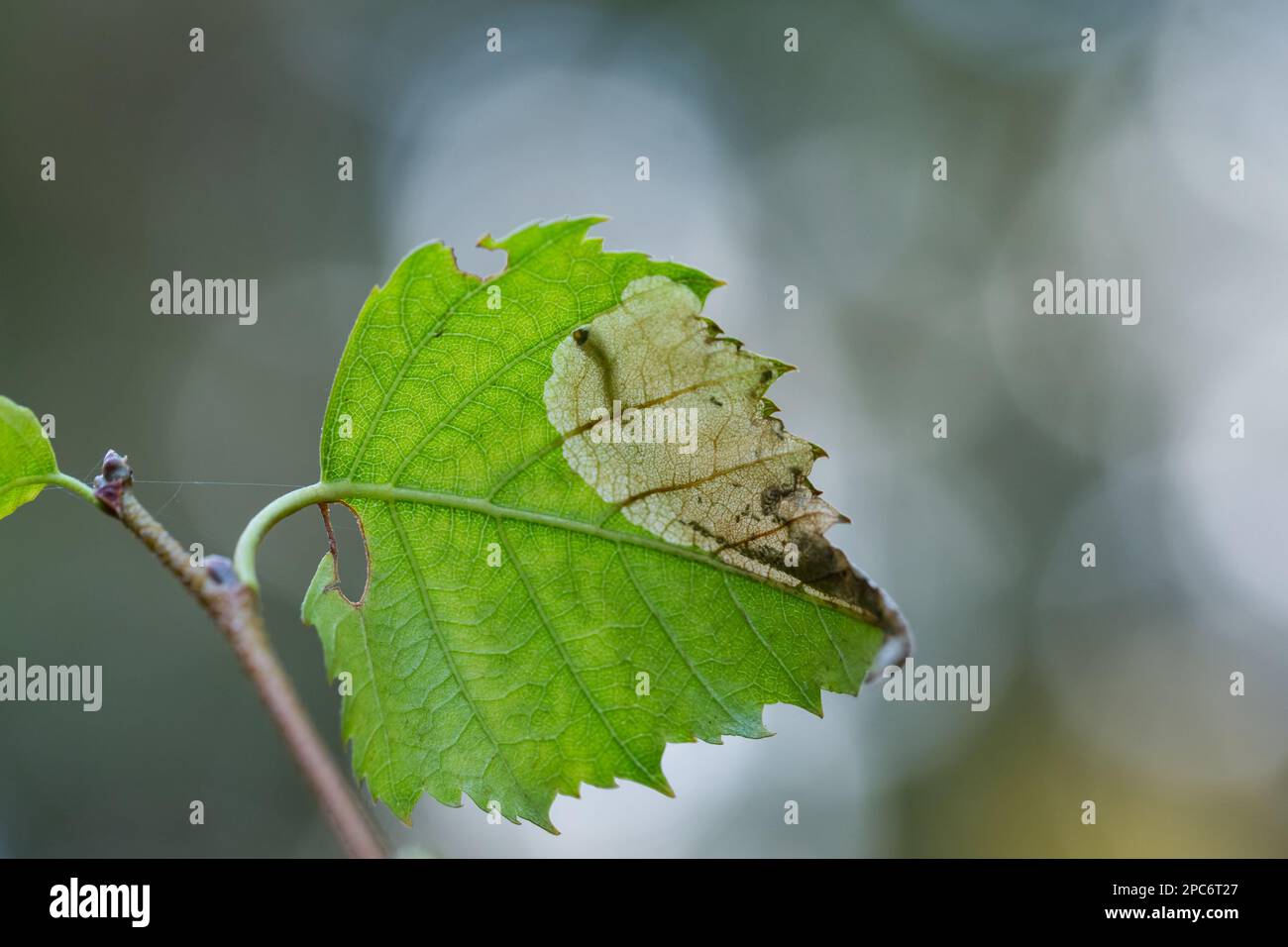 Leaf miner moth larva (Eriocrania) inside a birch leaf Stock Photo - Alamy