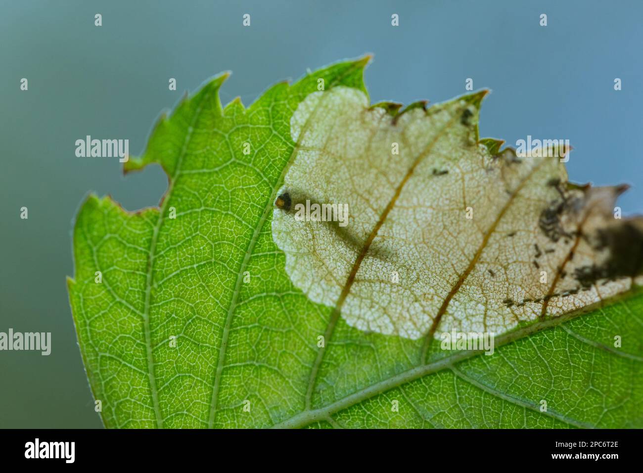 Leaf miner moth larva (Eriocrania) inside a birch leaf Stock Photo - Alamy