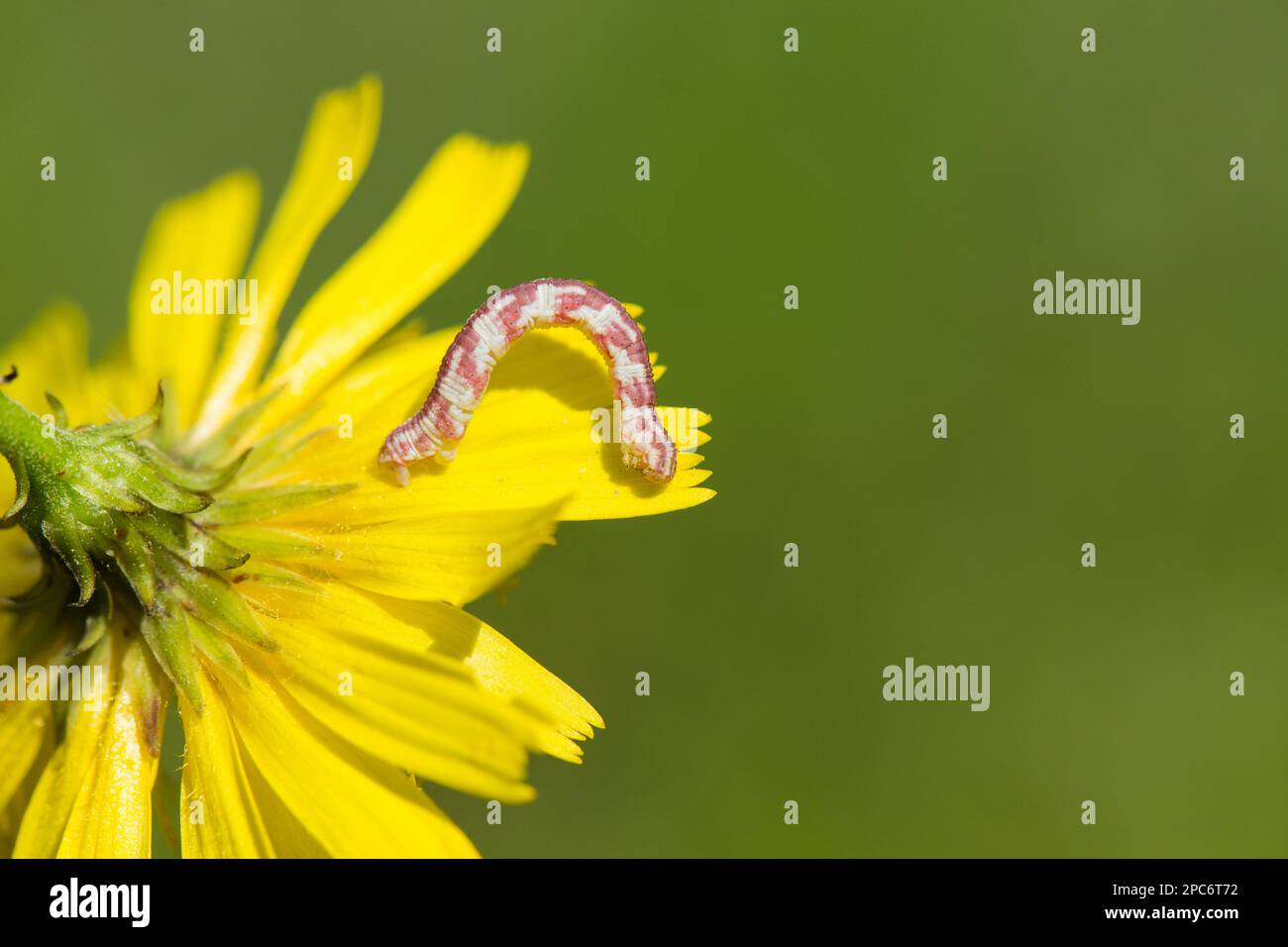 Lime-speck pug caterpillar (Eupithecia centaureata Stock Photo - Alamy