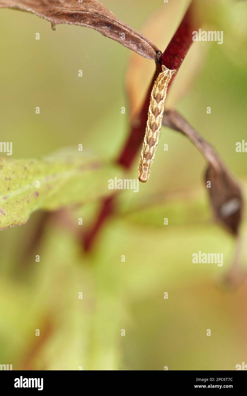 Golden-rod pug caterpillar (Eupithecia virgaureata Stock Photo - Alamy