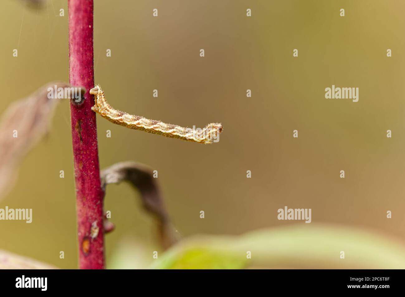 Pug moth caterpillar hi-res stock photography and images - Alamy
