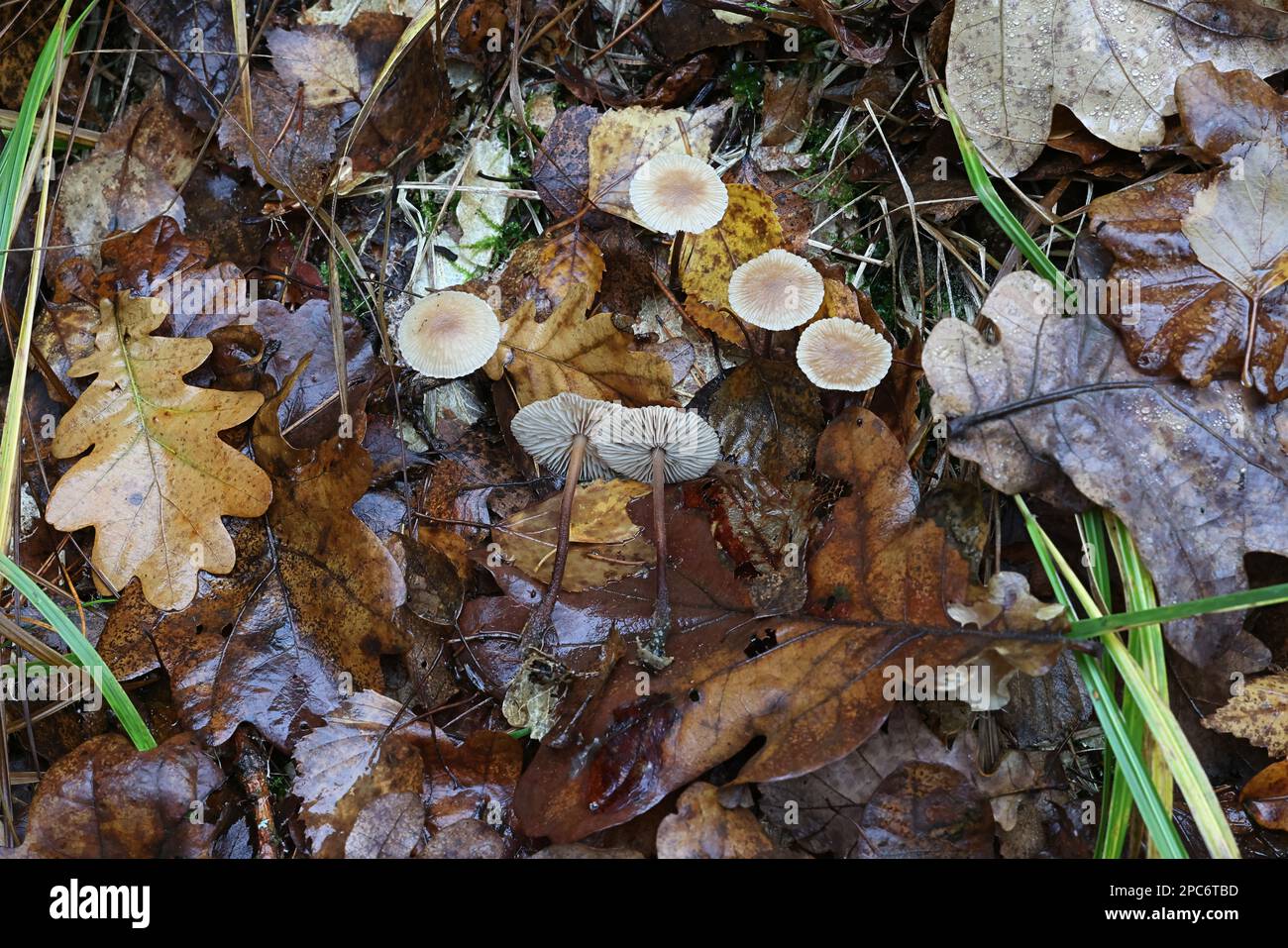 Mycetinis querceus, also called Marasmius prasiosmus, no common English ...