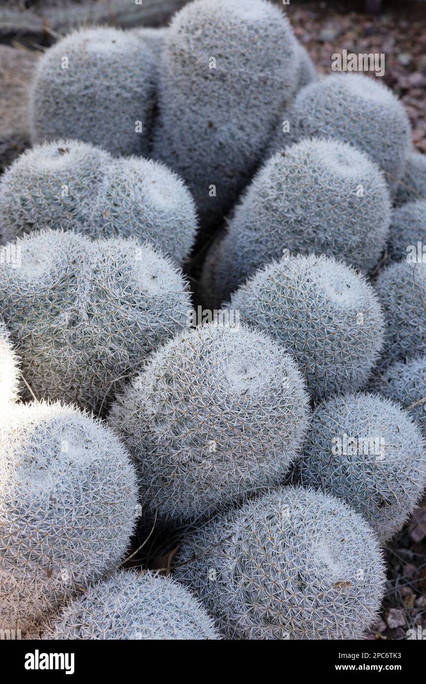 Mammillaria morganiana - owl's eye cactus Stock Photo - Alamy