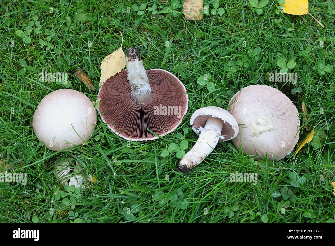 Agaricus campestris, commonly known as the field mushroom or meadow ...