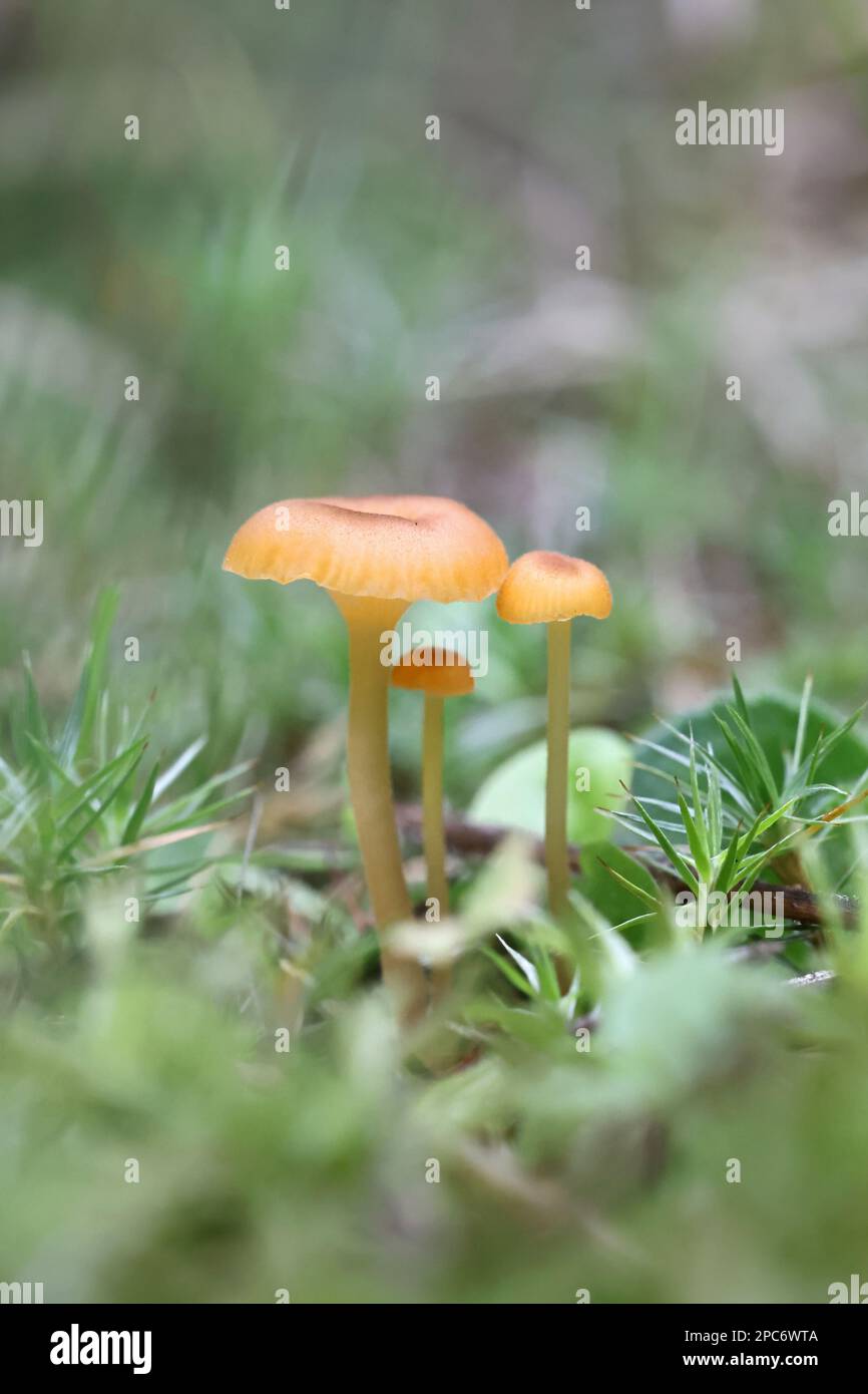 Rickenella fibula, also called Omphalina fibula, commonly known as ...