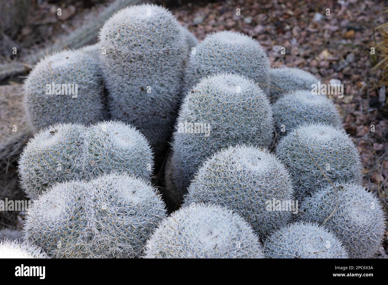 Mammillaria morganiana - owl's eye cactus Stock Photo - Alamy