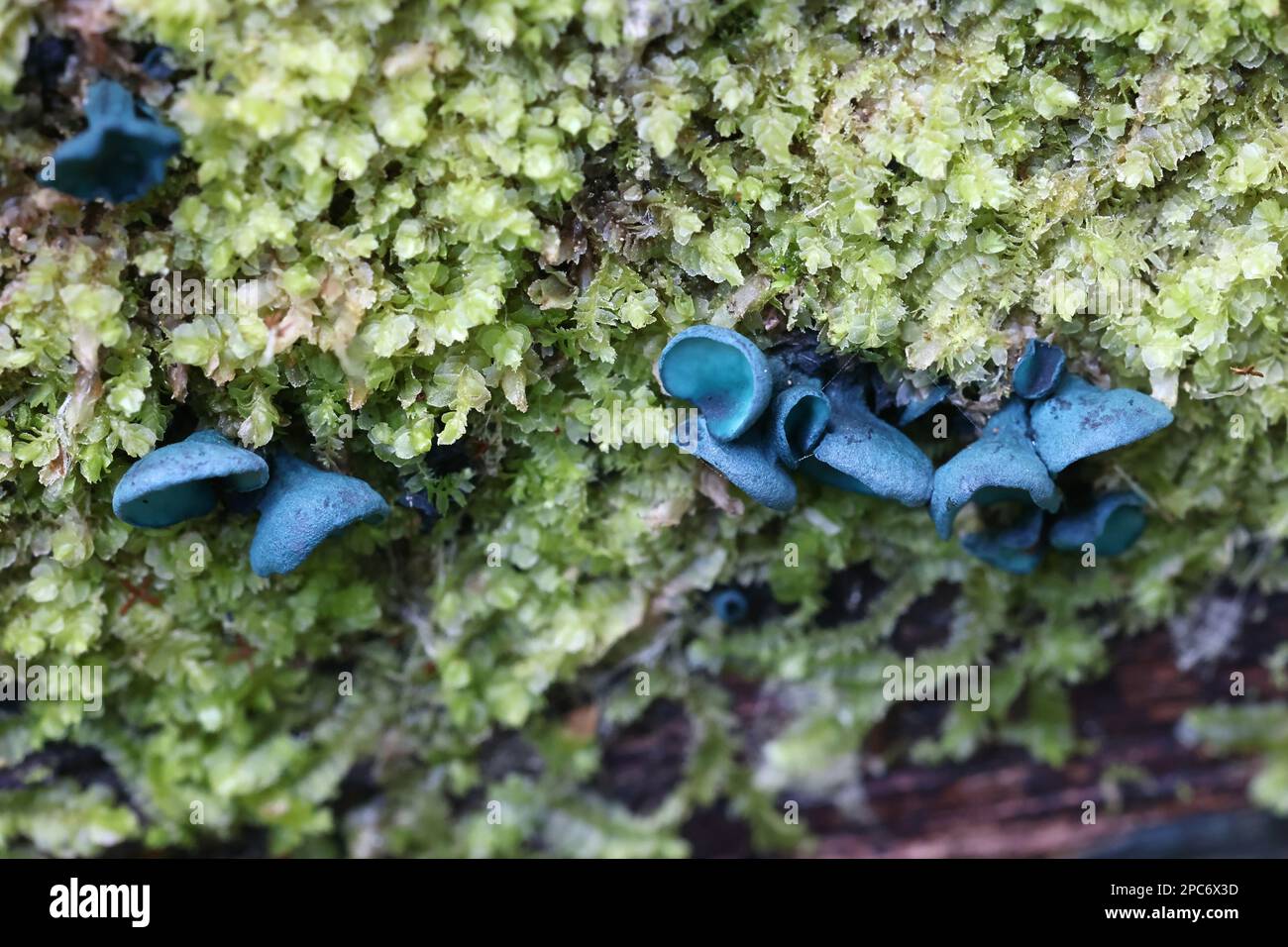 Chlorociboria aeruginascens, commonly known as the green elfcup or the ...