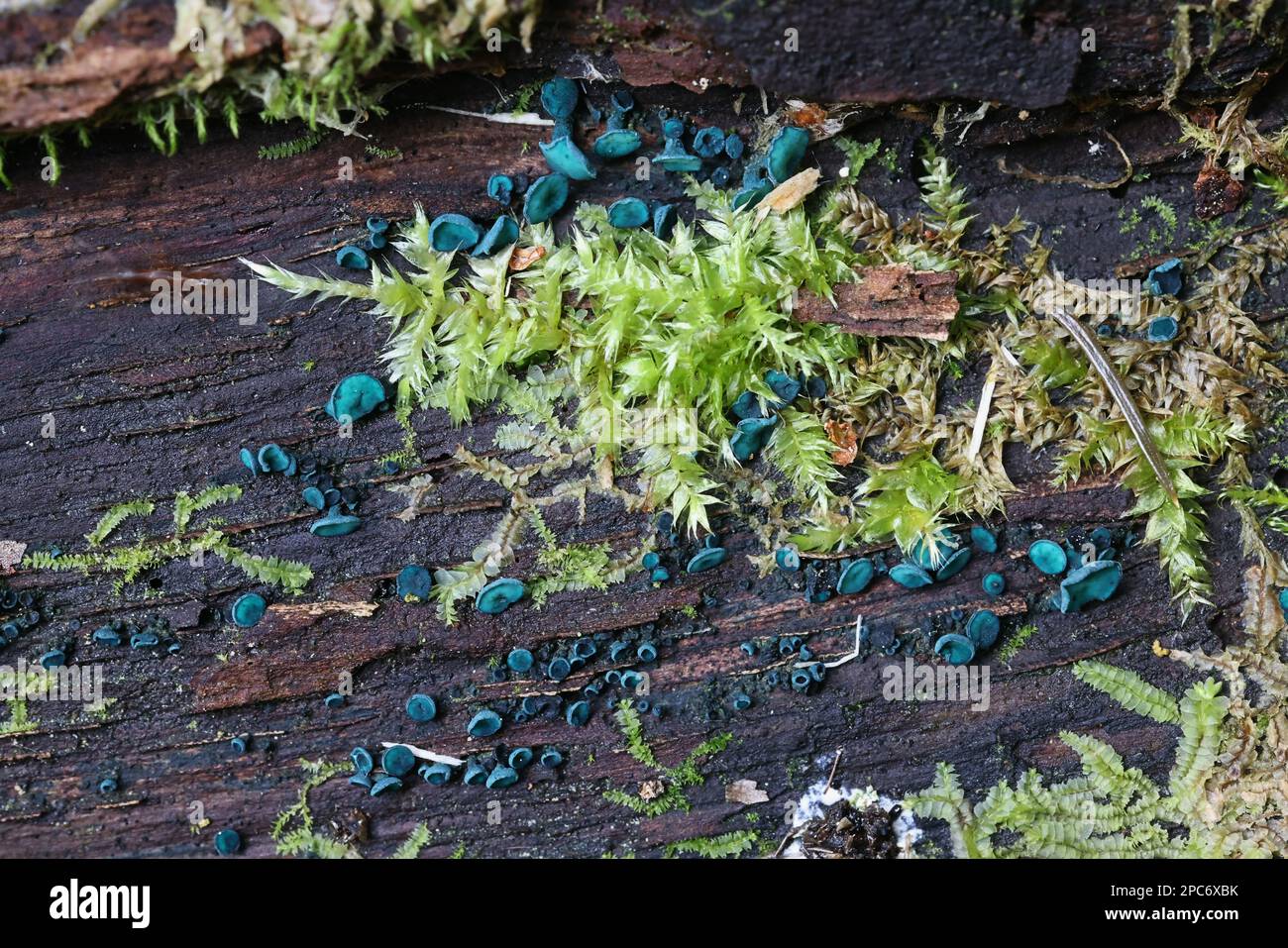 Chlorociboria aeruginascens, commonly known as the green elfcup or the ...