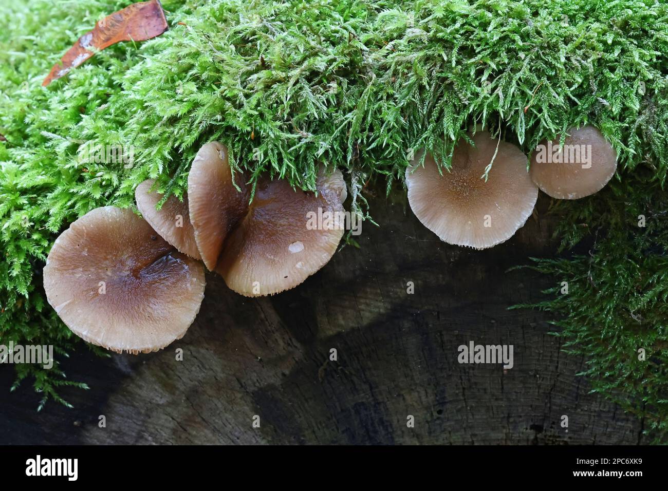 Wrinkled shield hi-res stock photography and images - Alamy