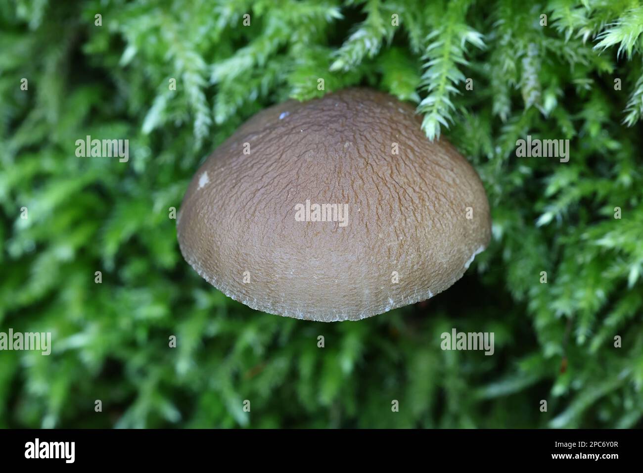 Pluteus phlebophorus, commonly known as wrinkled shield, wild mushroom ...