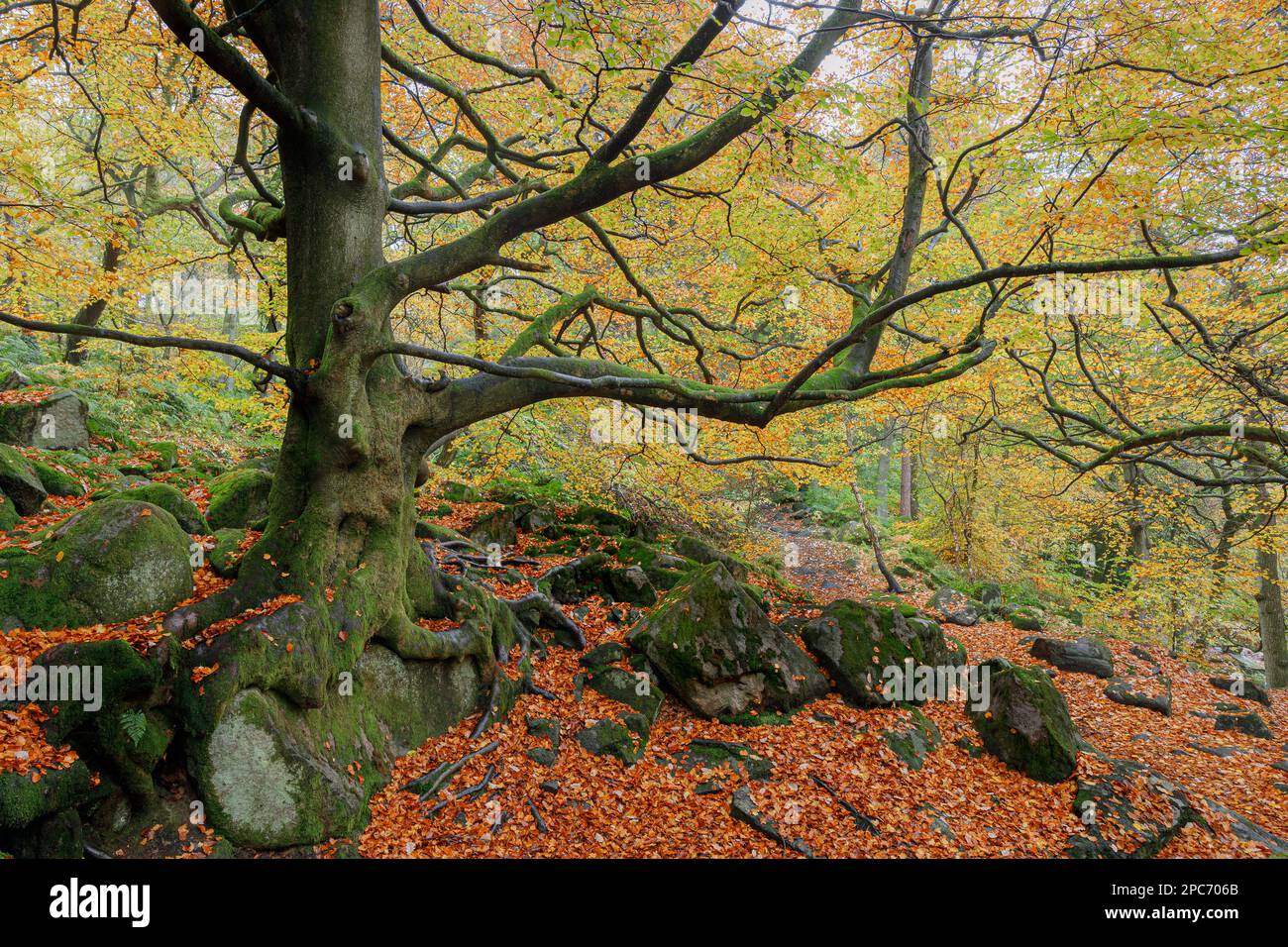 Gnarly Tree at Padley Gorge Stock Photo - Alamy