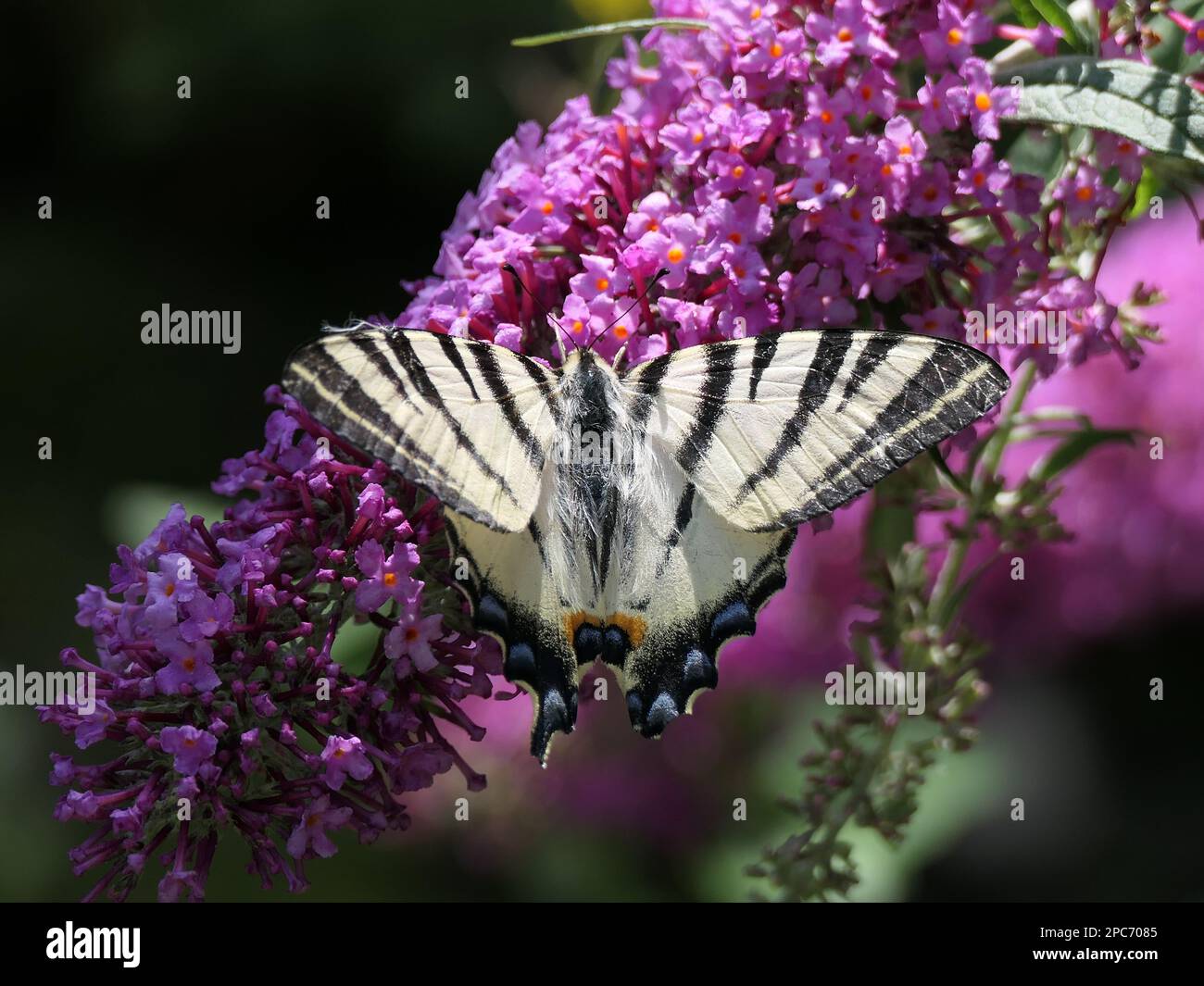 Glider butterfly hi-res stock photography and images - Alamy