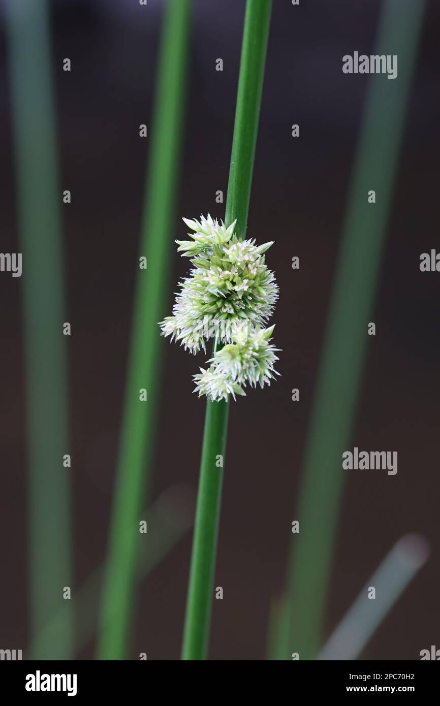 Juncus effuses, commonly known as soft rush, common rush or bog rush ...