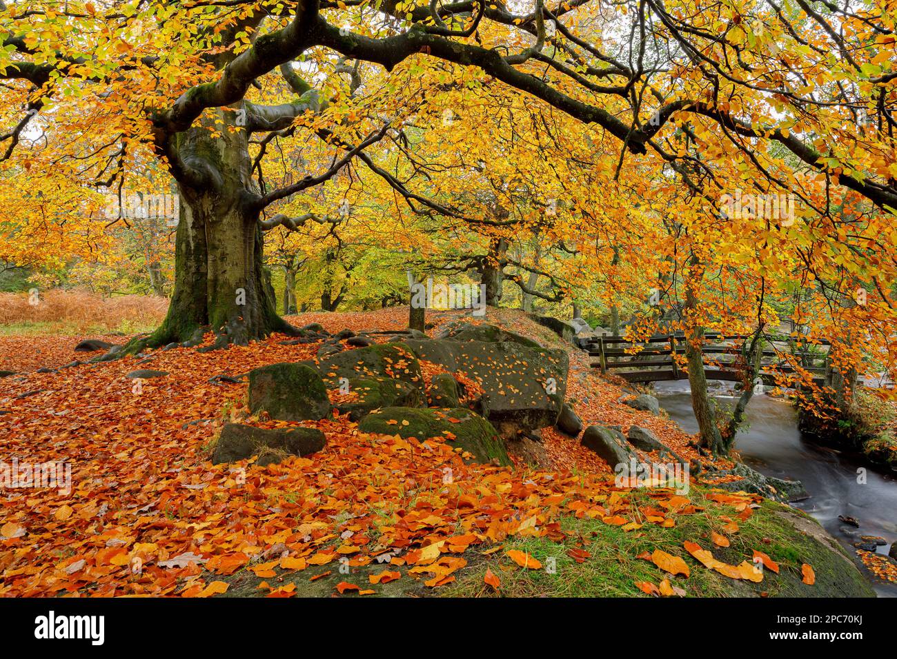 Autumn at Padley Gorge Stock Photo - Alamy