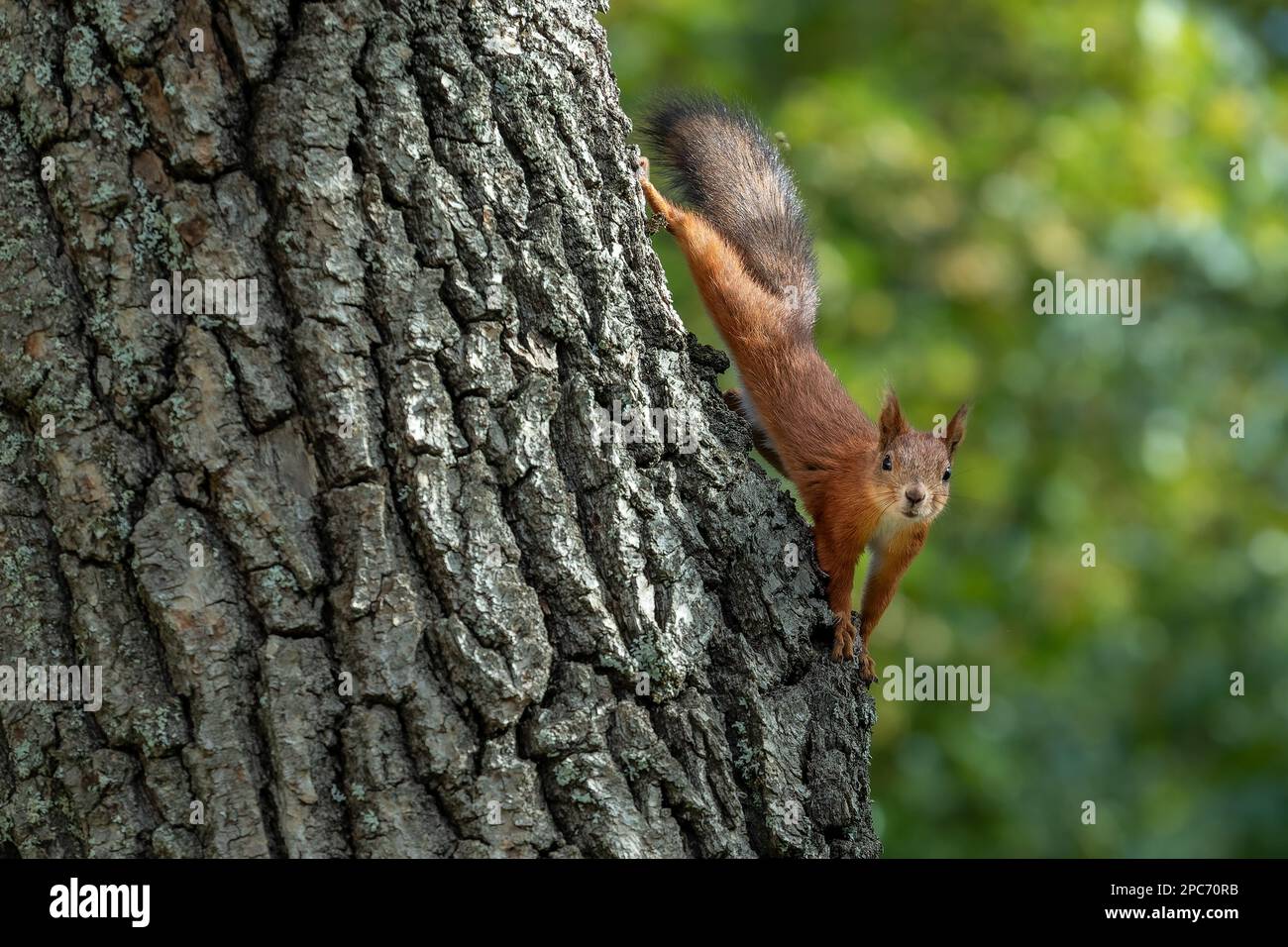 A squirrel in the oak tree Stock Photo - Alamy
