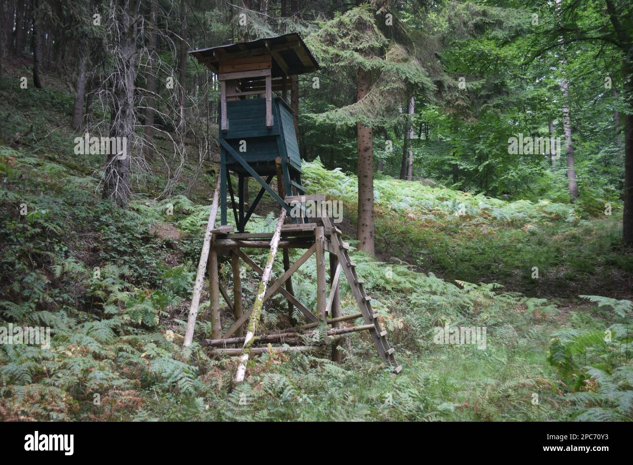 Forester sits high on the edge of the forest, Förster hoch sitz Stock ...