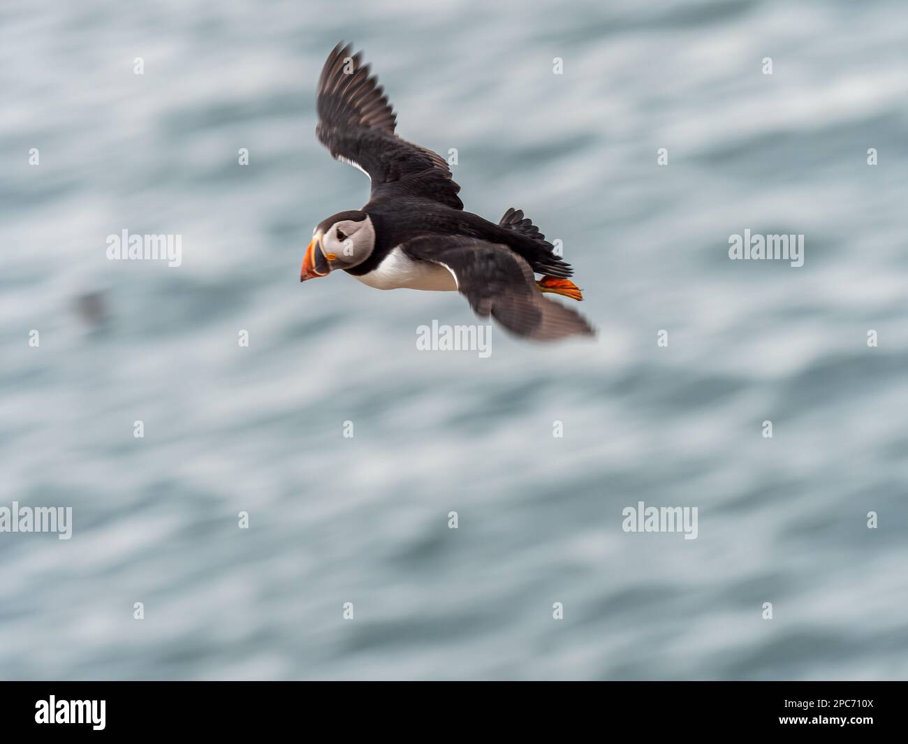 Puffin Bird Flying Stock Photo - Alamy