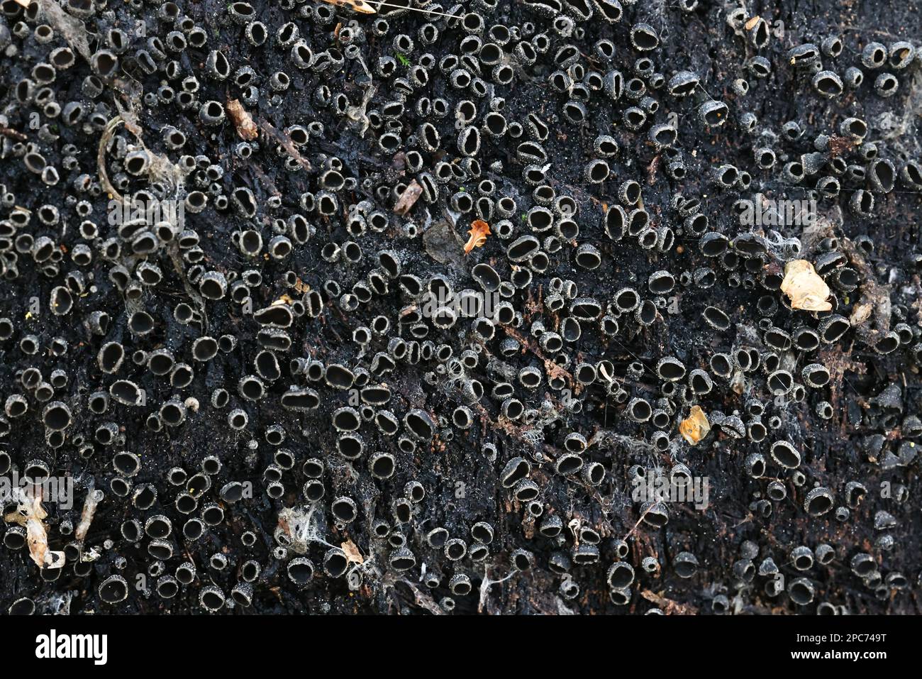 Encoelia pruinosa, also called Sclerencoelia pruinosa, commonly known ...