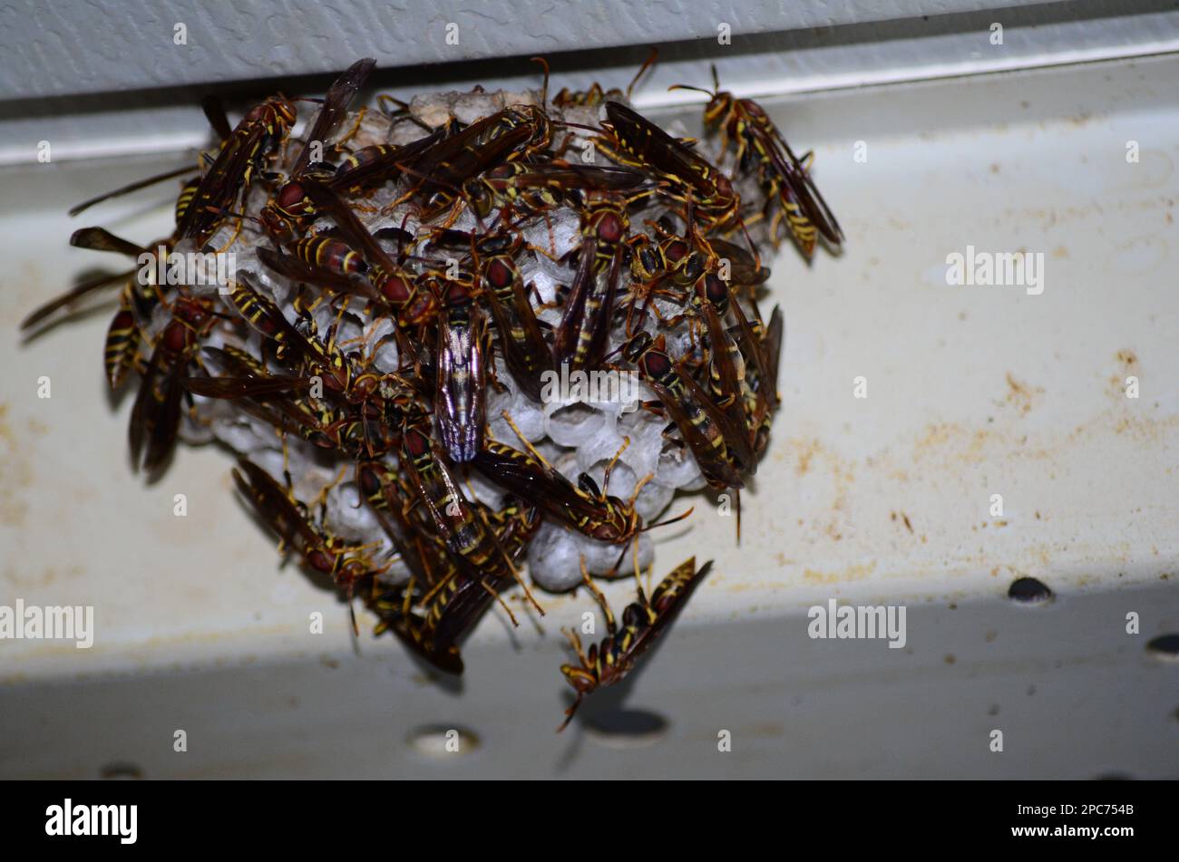 Paper wasp nest covered in hornets Stock Photo - Alamy