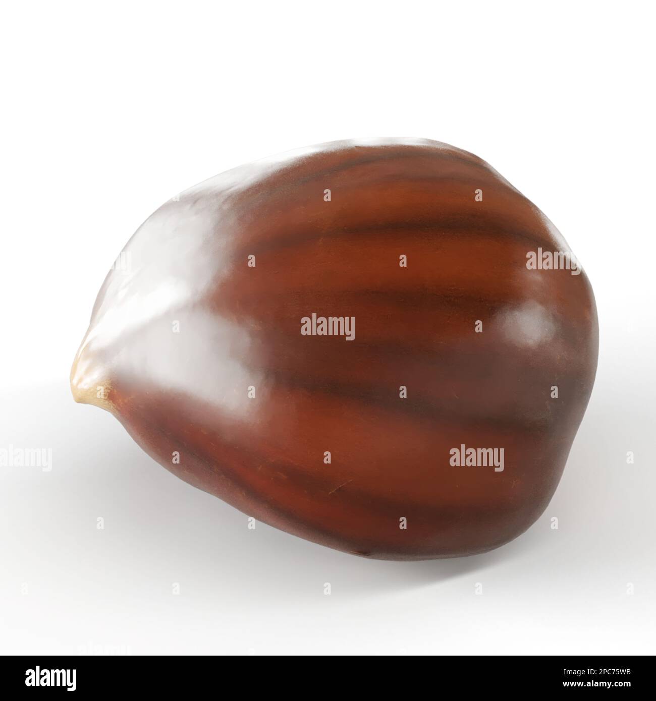 Chestnut shape Cut Out Stock Images & Pictures - Alamy