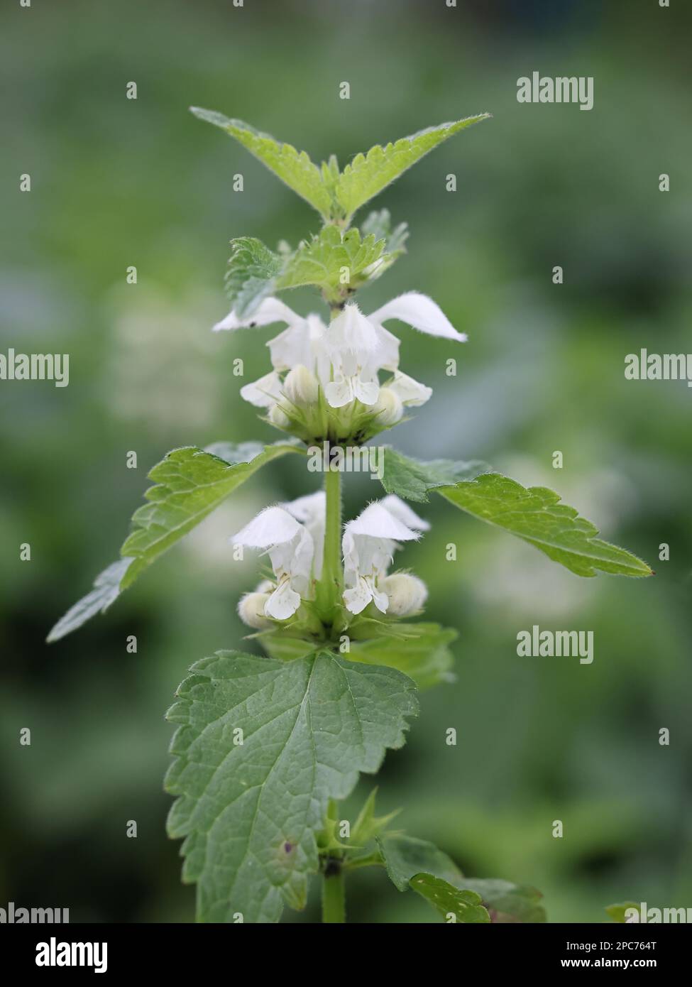 Lamium album, commonly called white nettle or white dead-nettle, wild ...