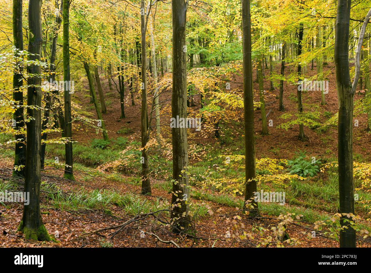 Autumn colour in a beech woodland at Rowberrow Warren in the Mendip ...