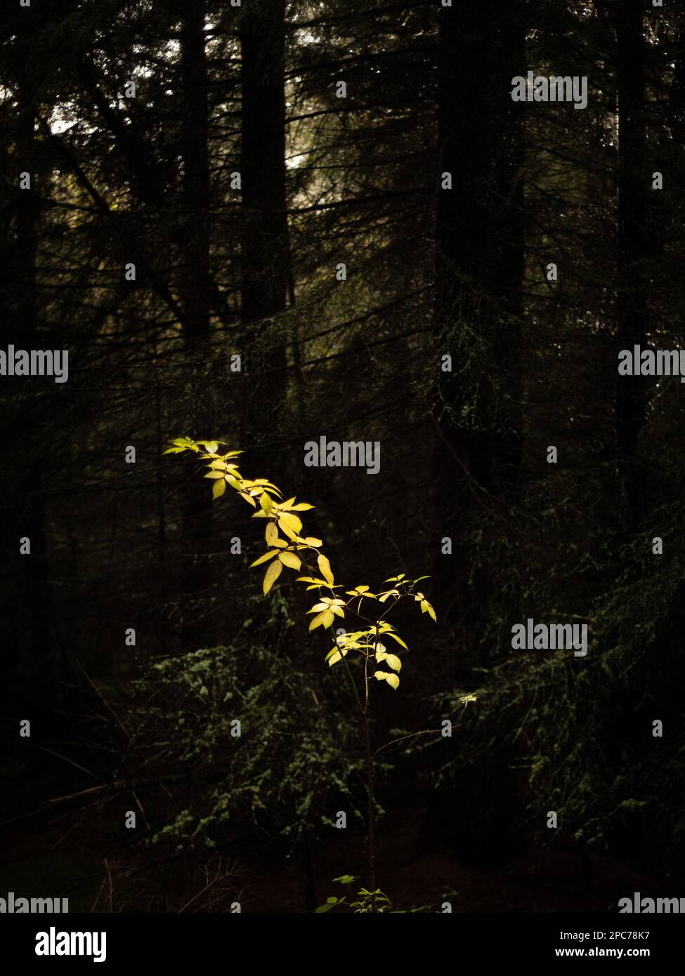 A vibrant yellow wildflower in a lush, dark forest setting, growing ...