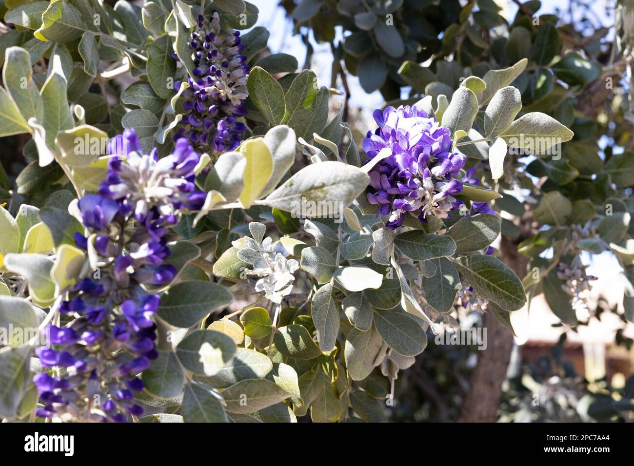 Sophora Secundiflora Silver Sierra