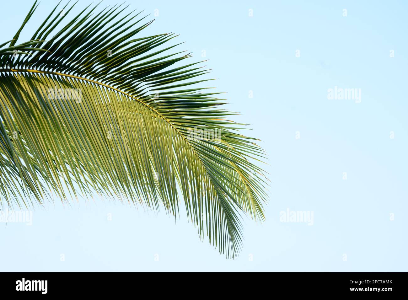 Single Green Coconut