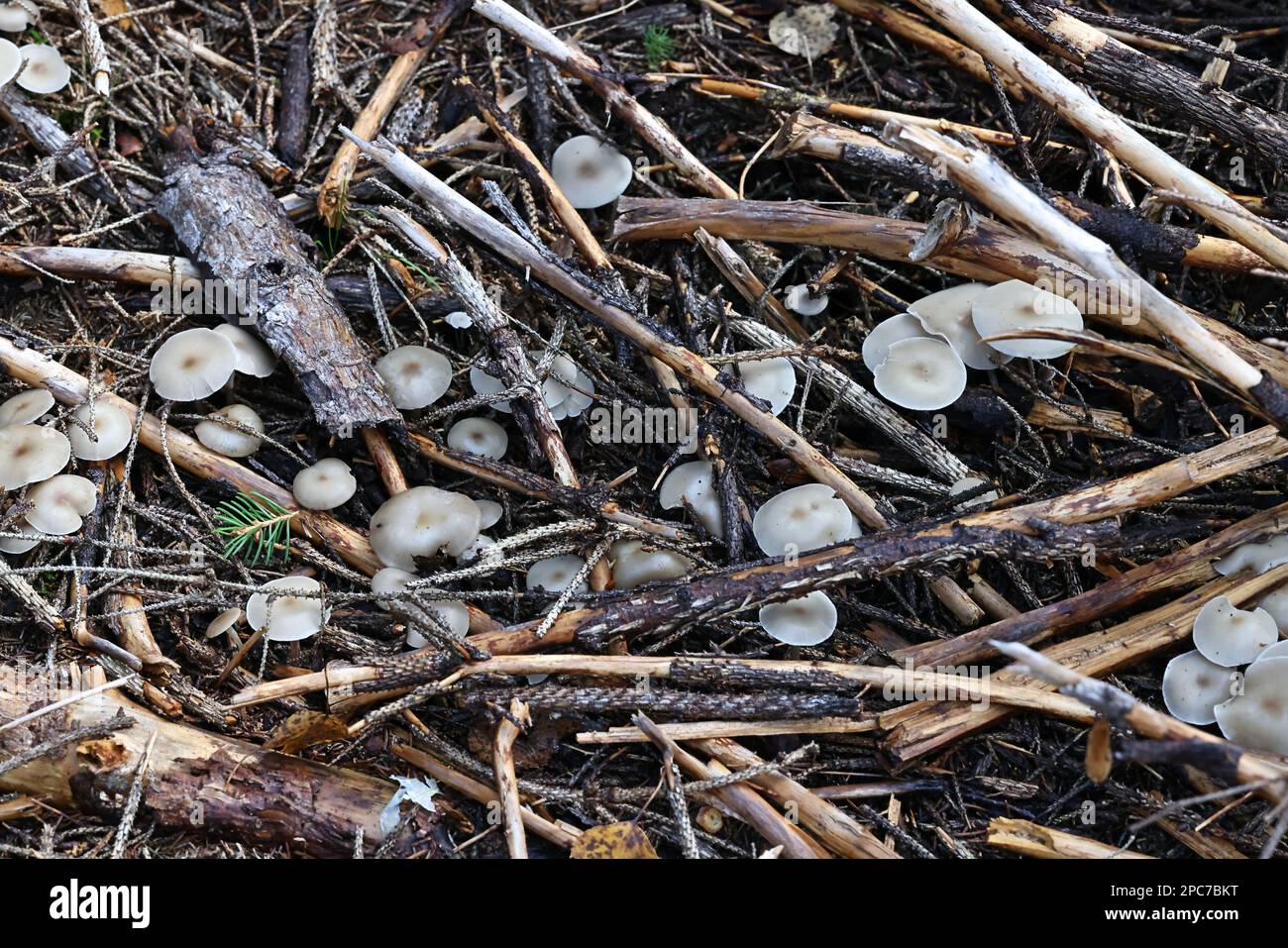 Clitocybe fragrans, commonly known as Fragrant Funnel, wild mushroom ...