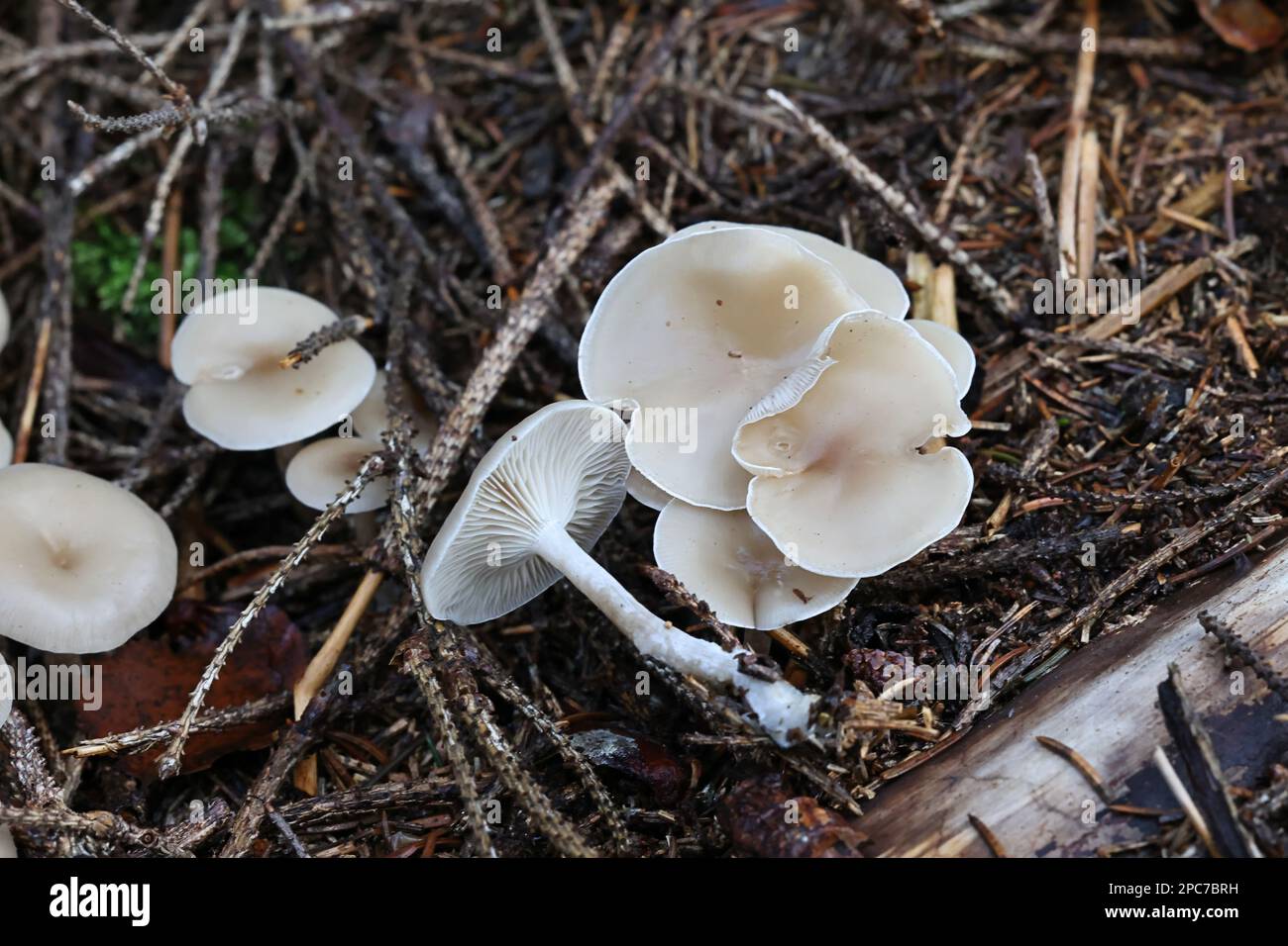Clitocybe fragrans, commonly known as Fragrant Funnel, wild mushroom ...