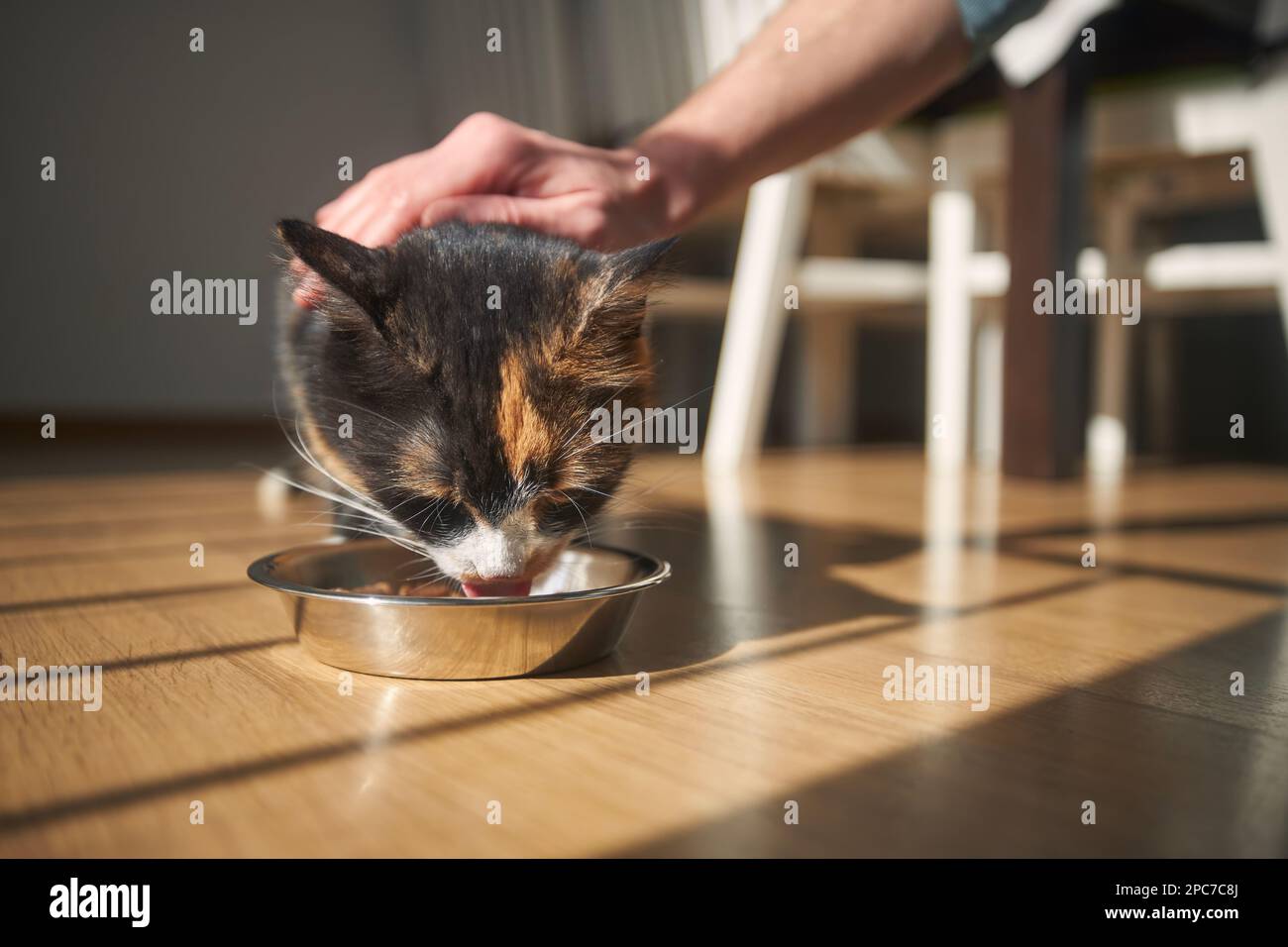 Pet owner giving feeding his hungry cat at home. Domestic life with pet ...