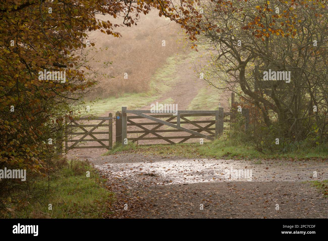 The bridlepath at Rowberrow Warren leading to Back Down in the Mendip ...
