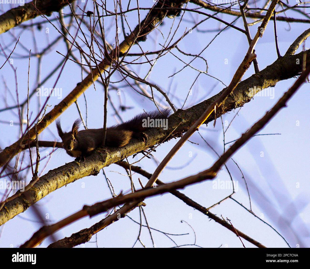 Squirrel on the tree in nature Stock Photo - Alamy