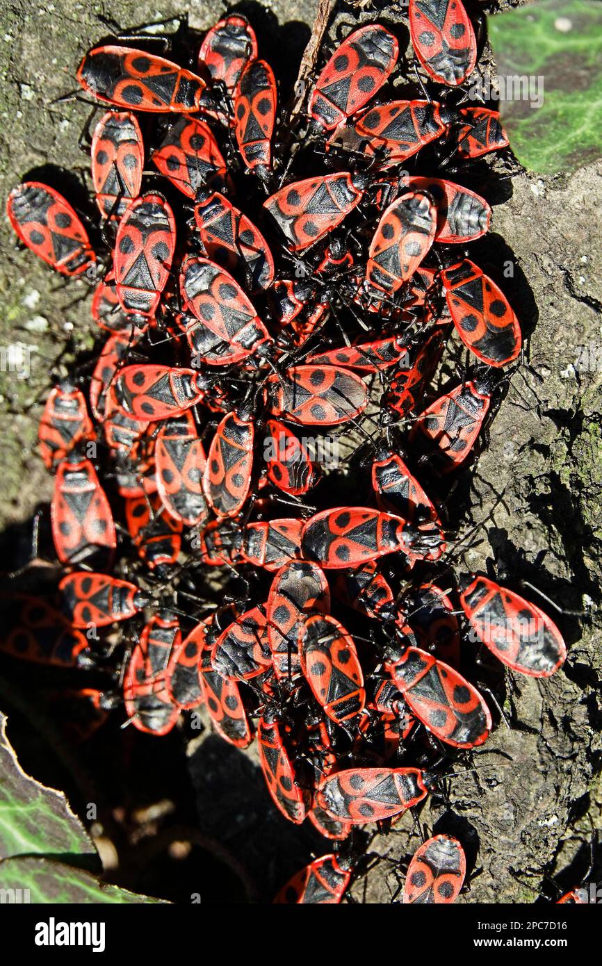 Pyrrhocoridae hi-res stock photography and images - Alamy