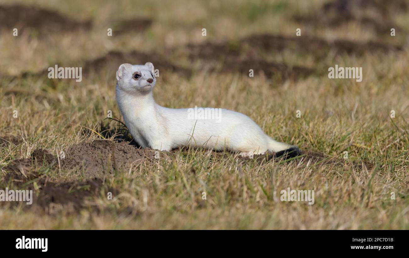 Stoat (Mustela erminea), in a meadow, biosphere area, Swabian Alb ...