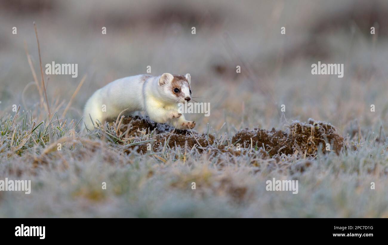 Stoat (Mustela erminea), jumping in a meadow with hoarfrost, changing ...