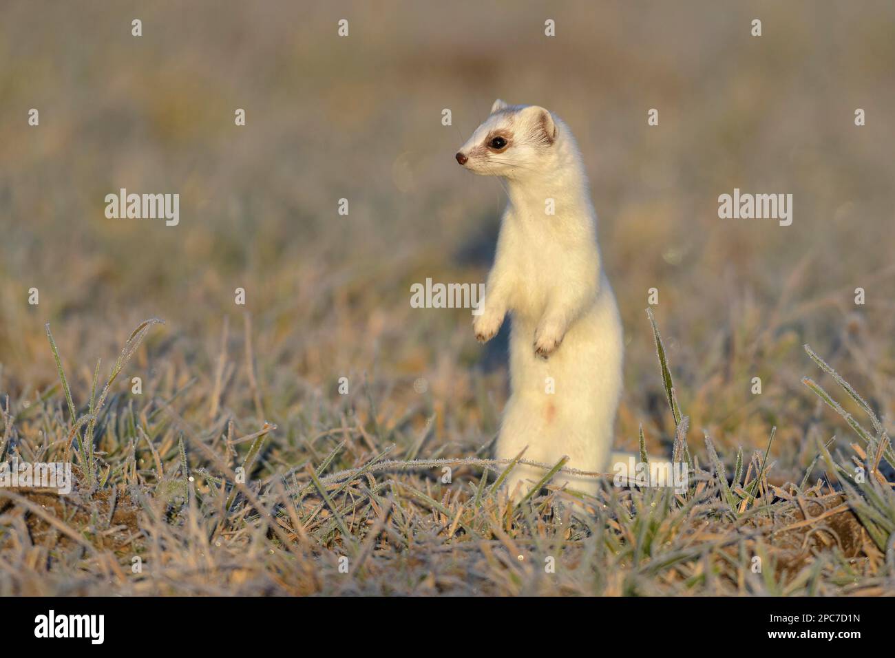 Stoat (Mustela erminea), in a meadow with hoarfrost, making male ...
