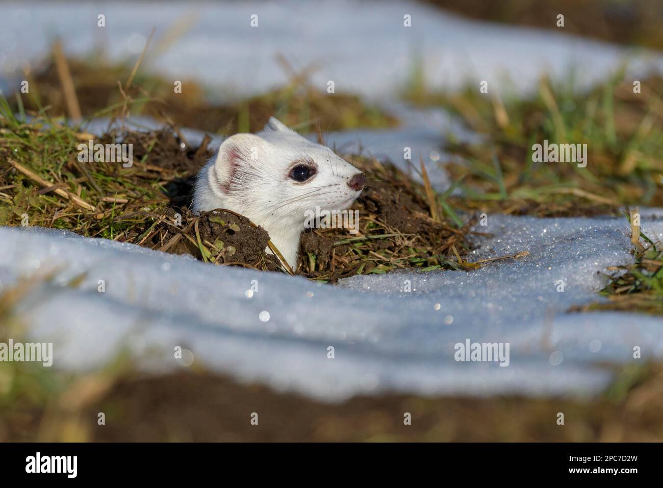 Stoat (Mustela erminea), looking out of its burrow in a meadow with ...