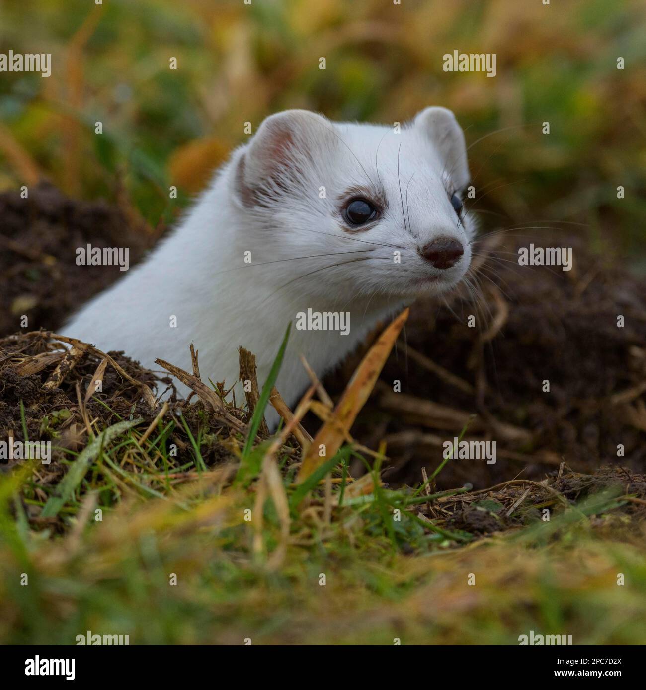 Stoat (Mustela erminea), looking out of its burrow in a meadow, animal ...