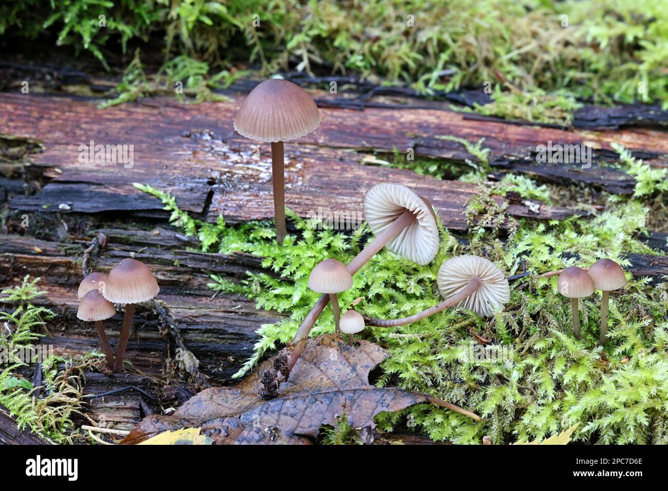Mycena haematopus, commonly known as bleeding fairy helmet or ...