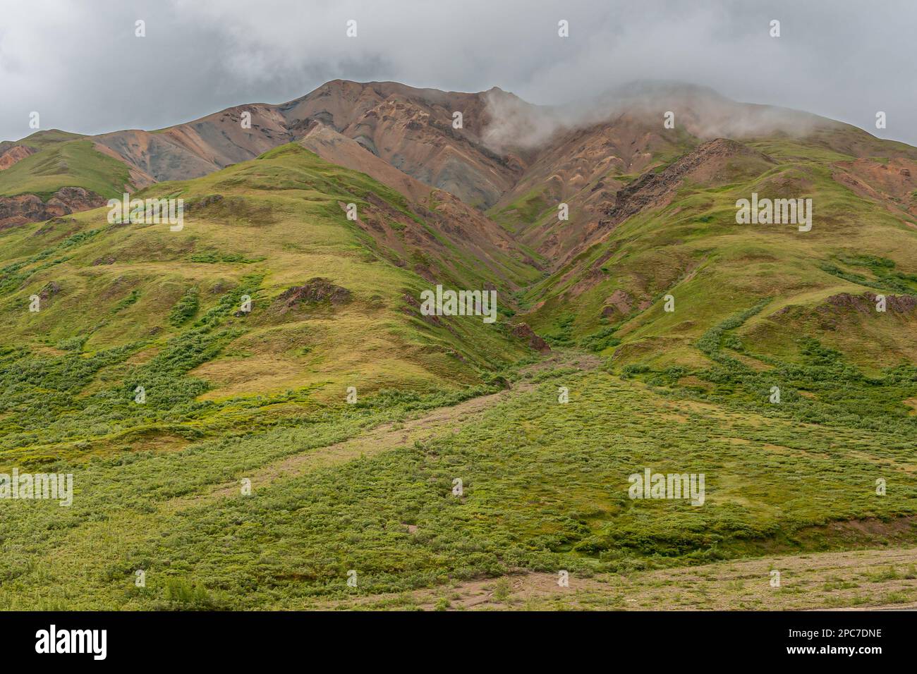 Denali Park, Alaska, USA - July 25, 2011: Lanscape of fresh green ...